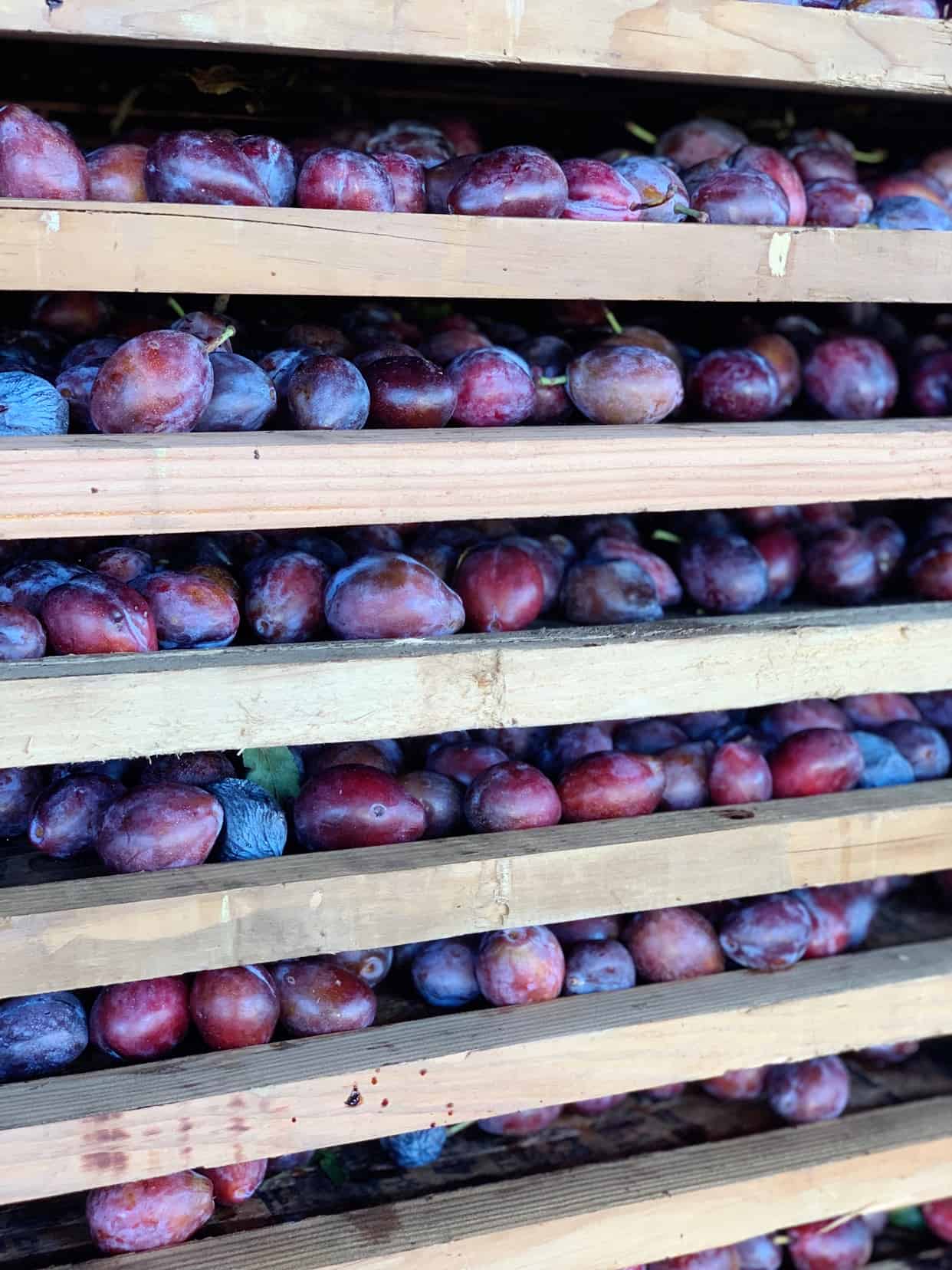 California Prunes | Growing, Harvesting, and Eating Prunes - The Noshery